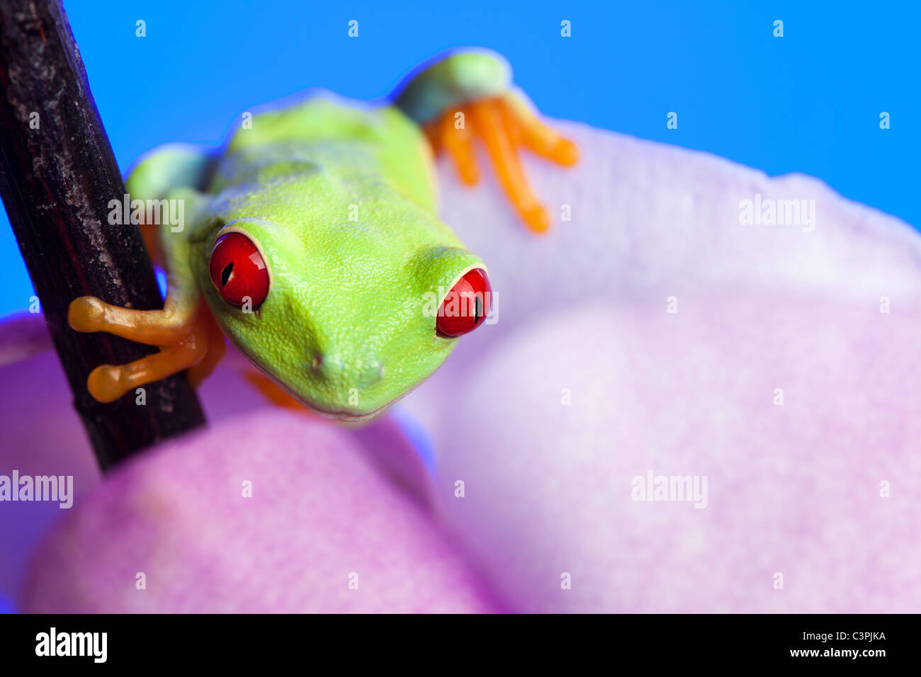 Green frog on plant. Blue background Stock Photo - Alamy