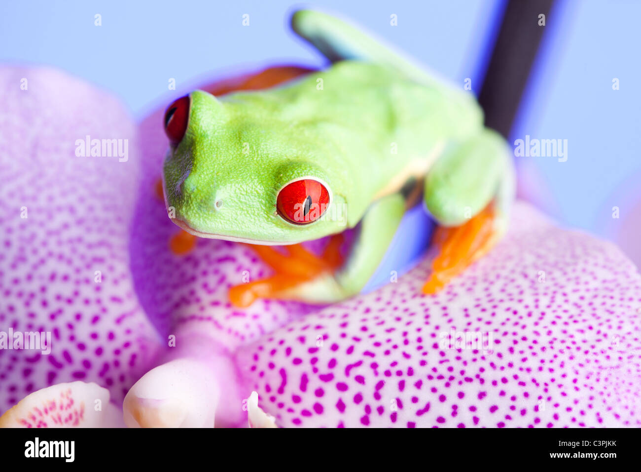 Green frog on plant. Blue background Stock Photo - Alamy