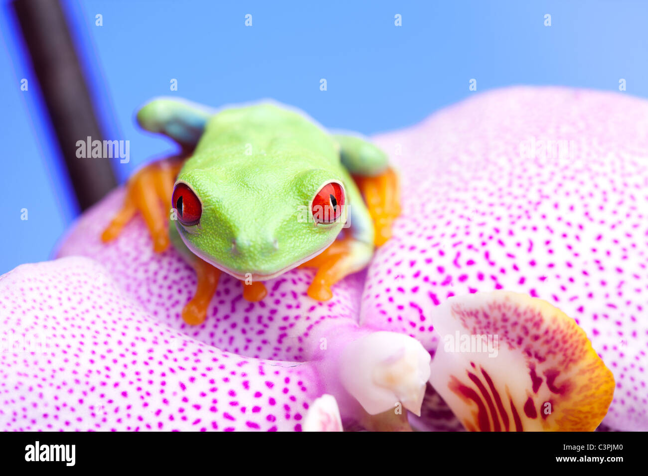 Green frog on plant. Blue background Stock Photo - Alamy
