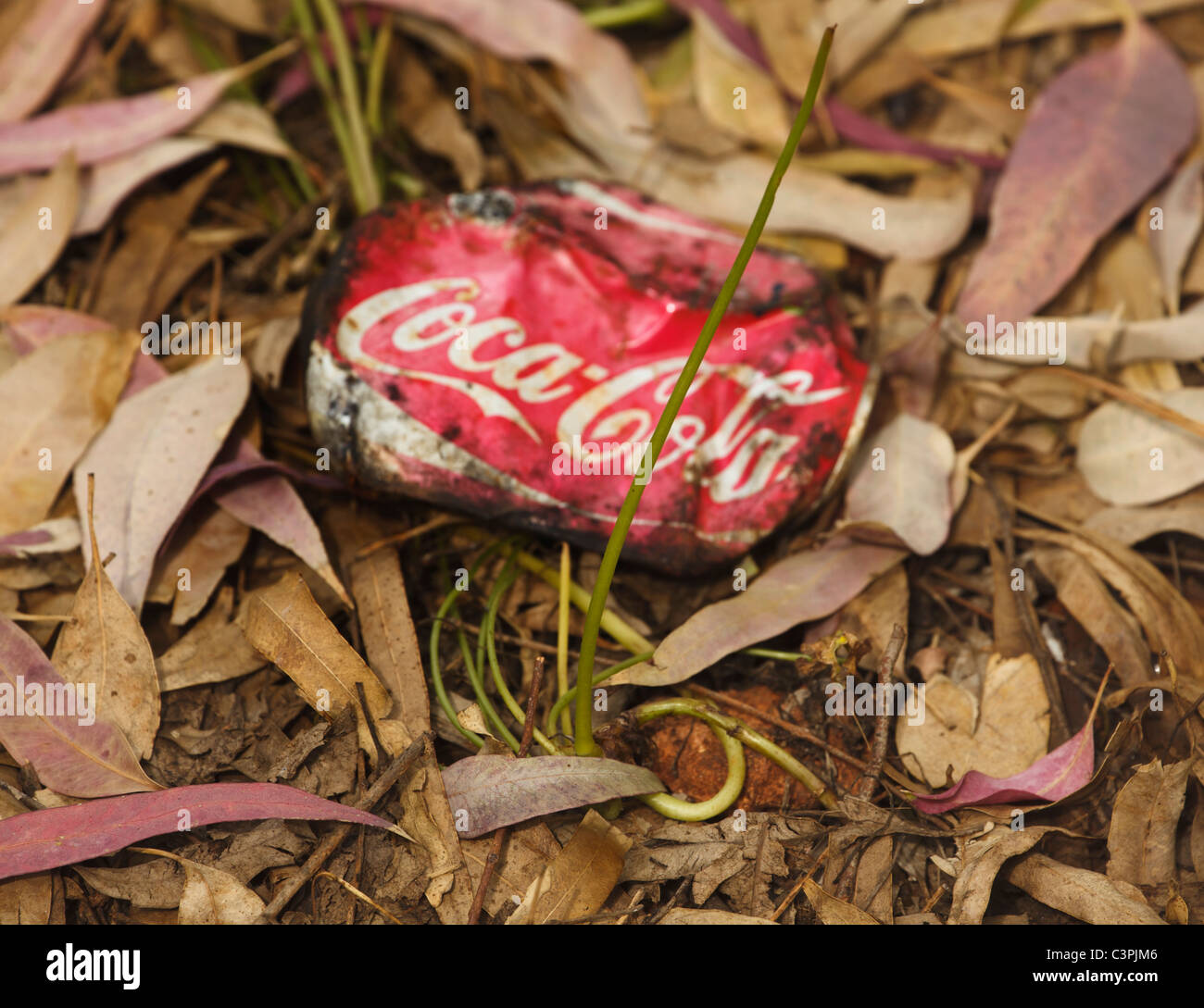 Old crushed Coca-Cola can laying on forest floor amongst leaves with ...