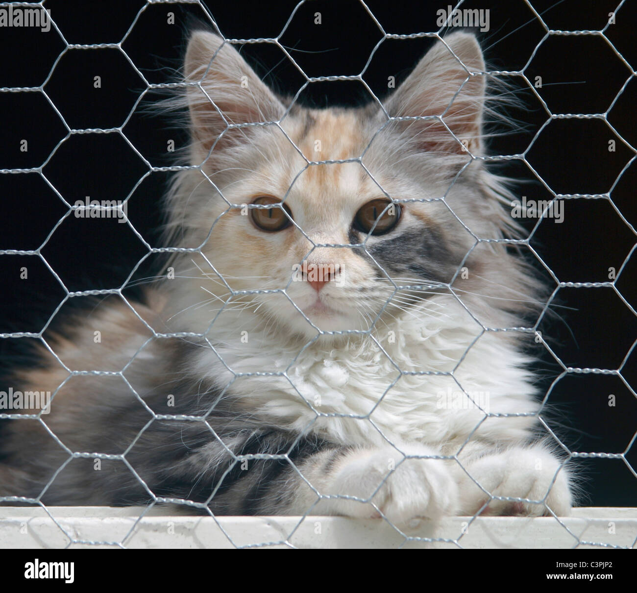 Young kitten behind wire mesh Stock Photo - Alamy
