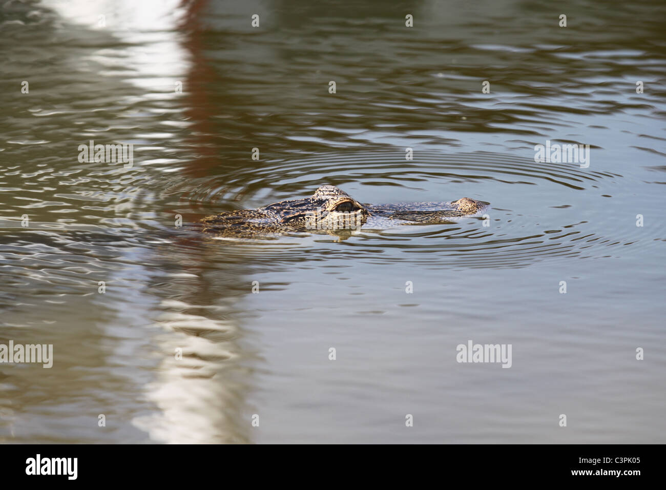 Alligator eyes and snout sticking out of the water Stock Photo - Alamy