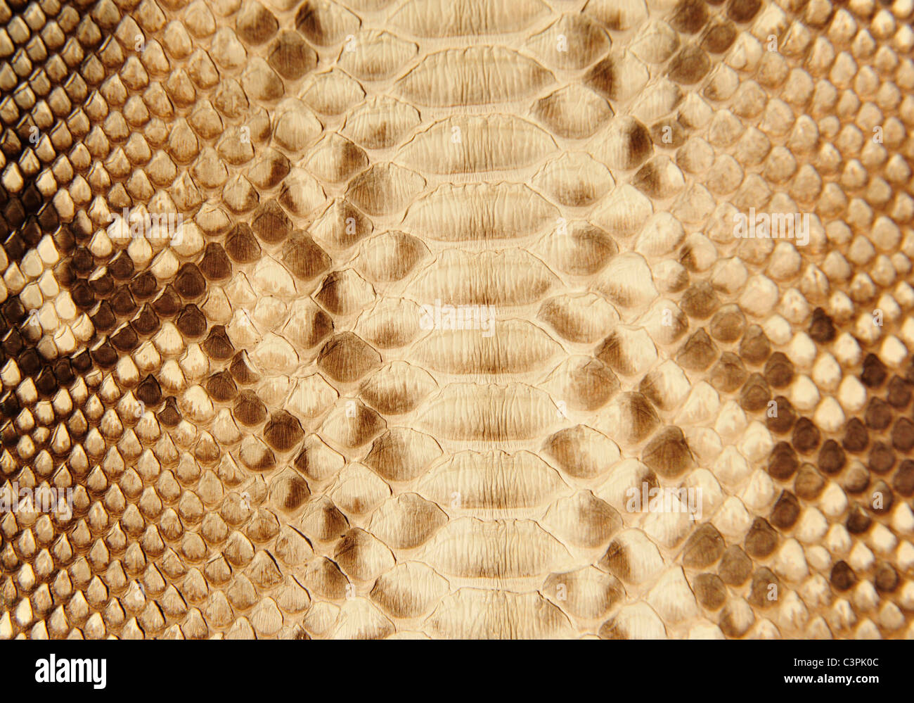 Portrait of snake skin. Up close Stock Photo - Alamy
