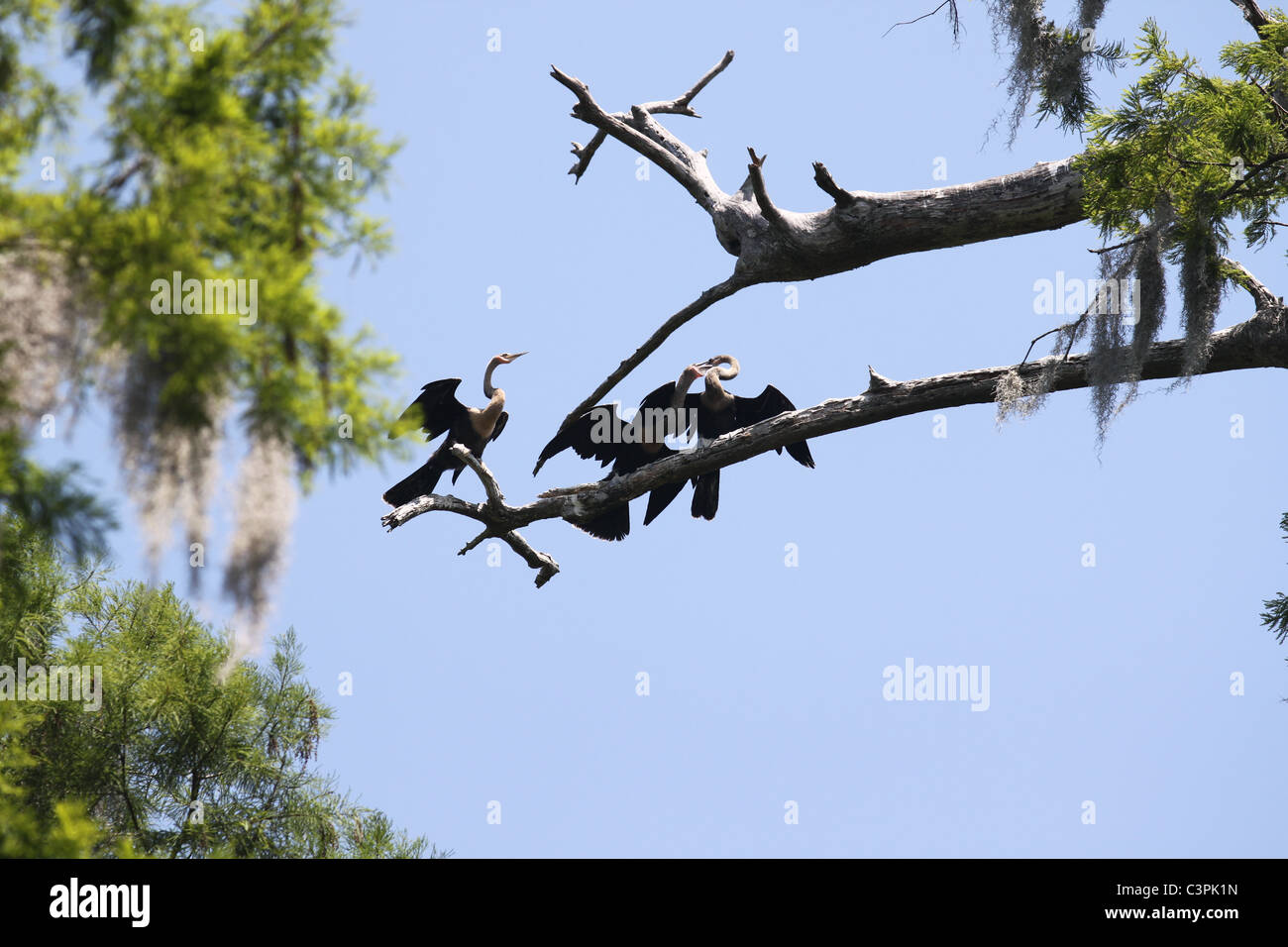 Birds with long necks hi-res stock photography and images - Alamy