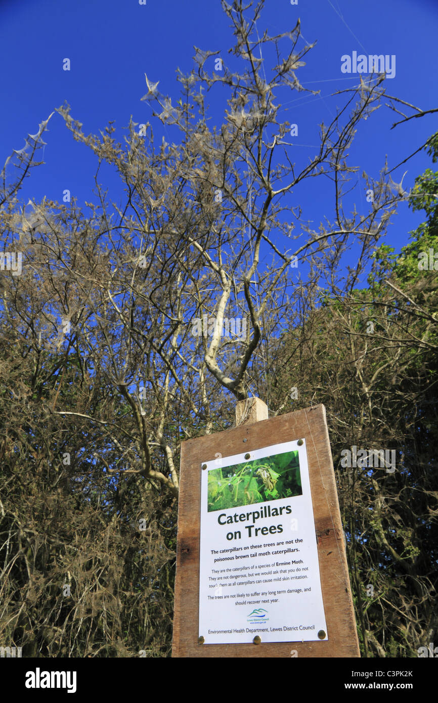 Ermine moth caterpillars hi-res stock photography and images - Alamy