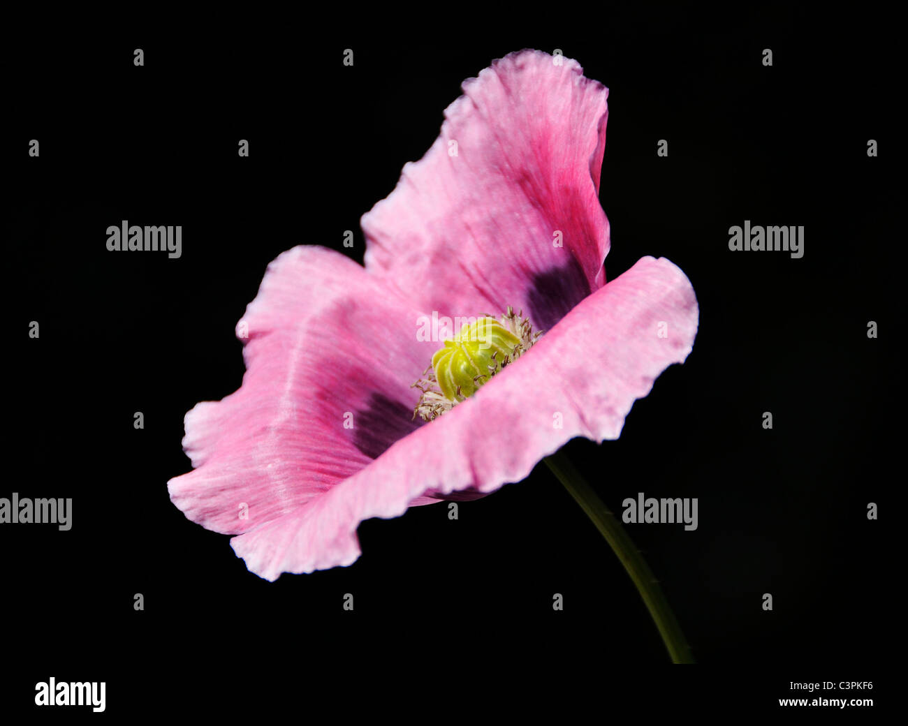Black opium poppy hi-res stock photography and images - Alamy