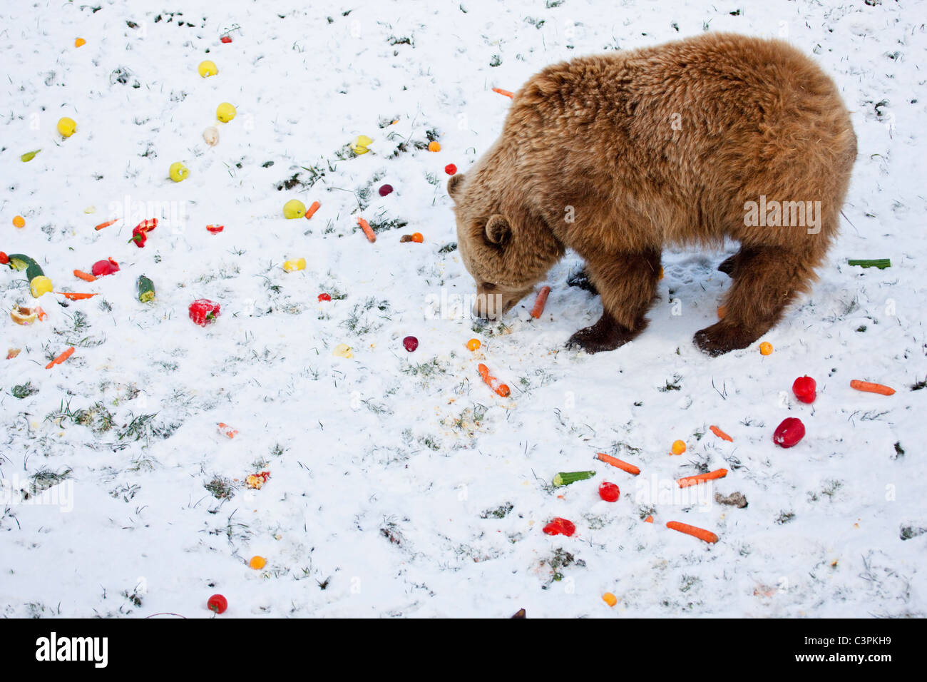 Bavaria, European brown bear eating vegetables from snow Stock Photo ...