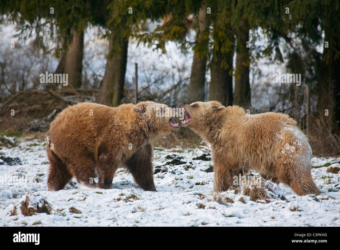 Germany, Bavaria, European brown bears fighting in snow Stock Photo - Alamy