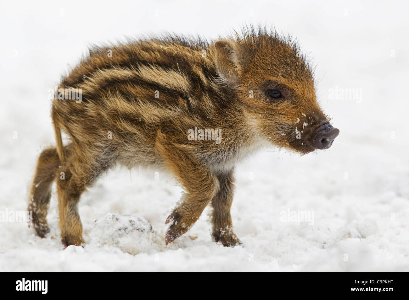 Baby Wild Boar