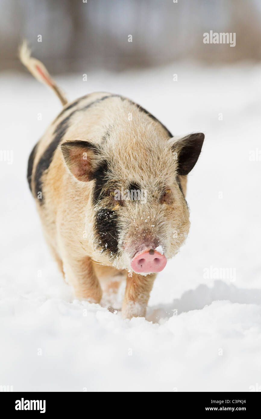 Pig in snow hi-res stock photography and images - Alamy