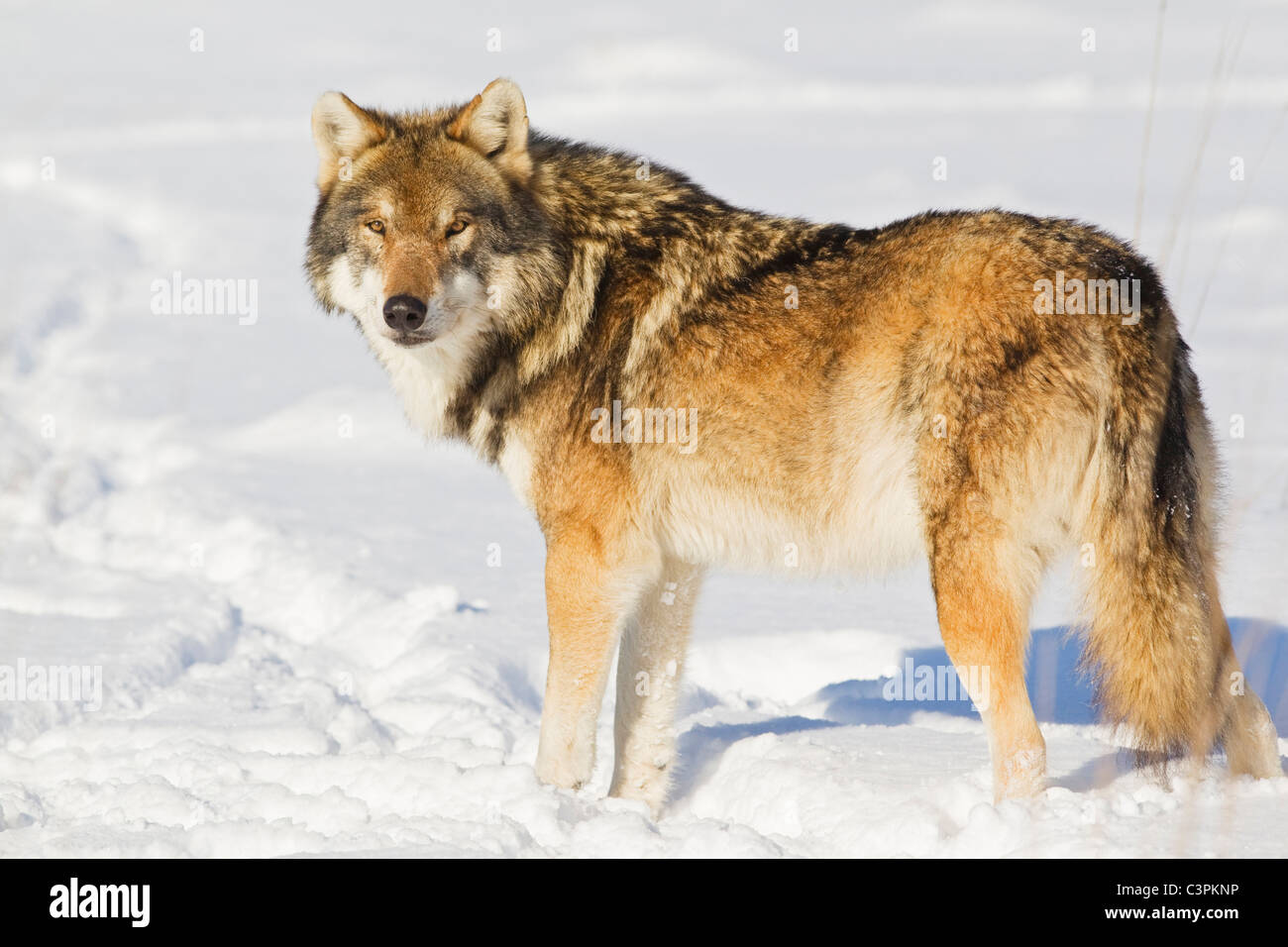 Bavaria, European wolf standing in snow Stock Photo - Alamy