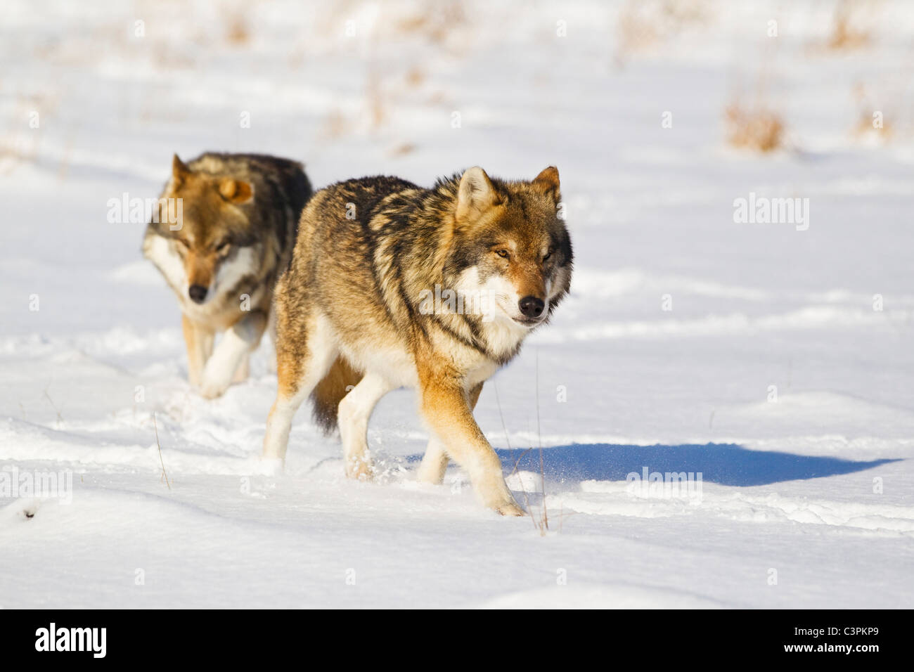 Bavaria, European wolf walking in snow Stock Photo - Alamy