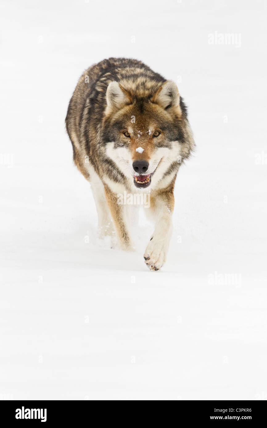 Wolf front view hi-res stock photography and images - Alamy