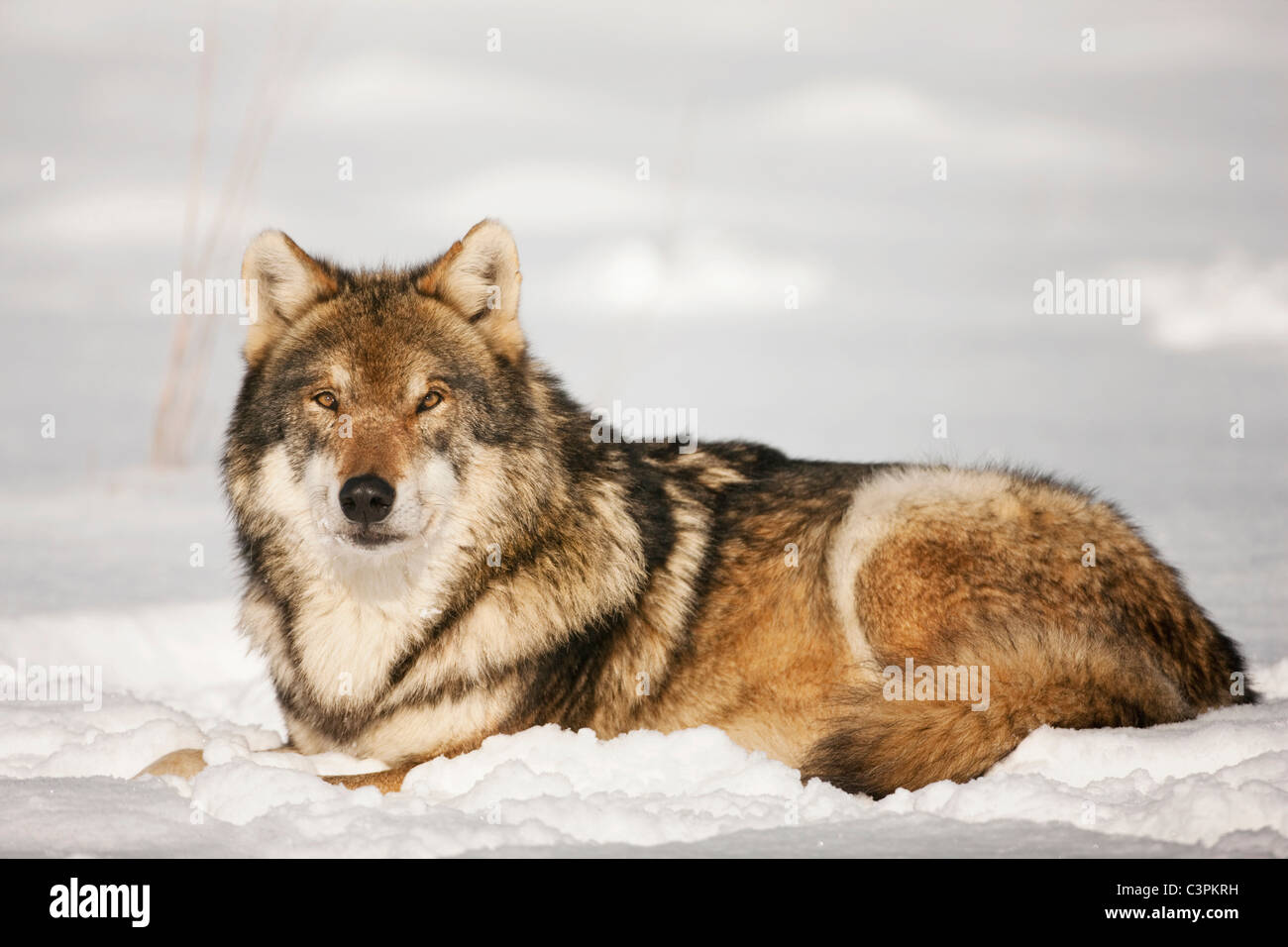 Wolf Sitting Back View