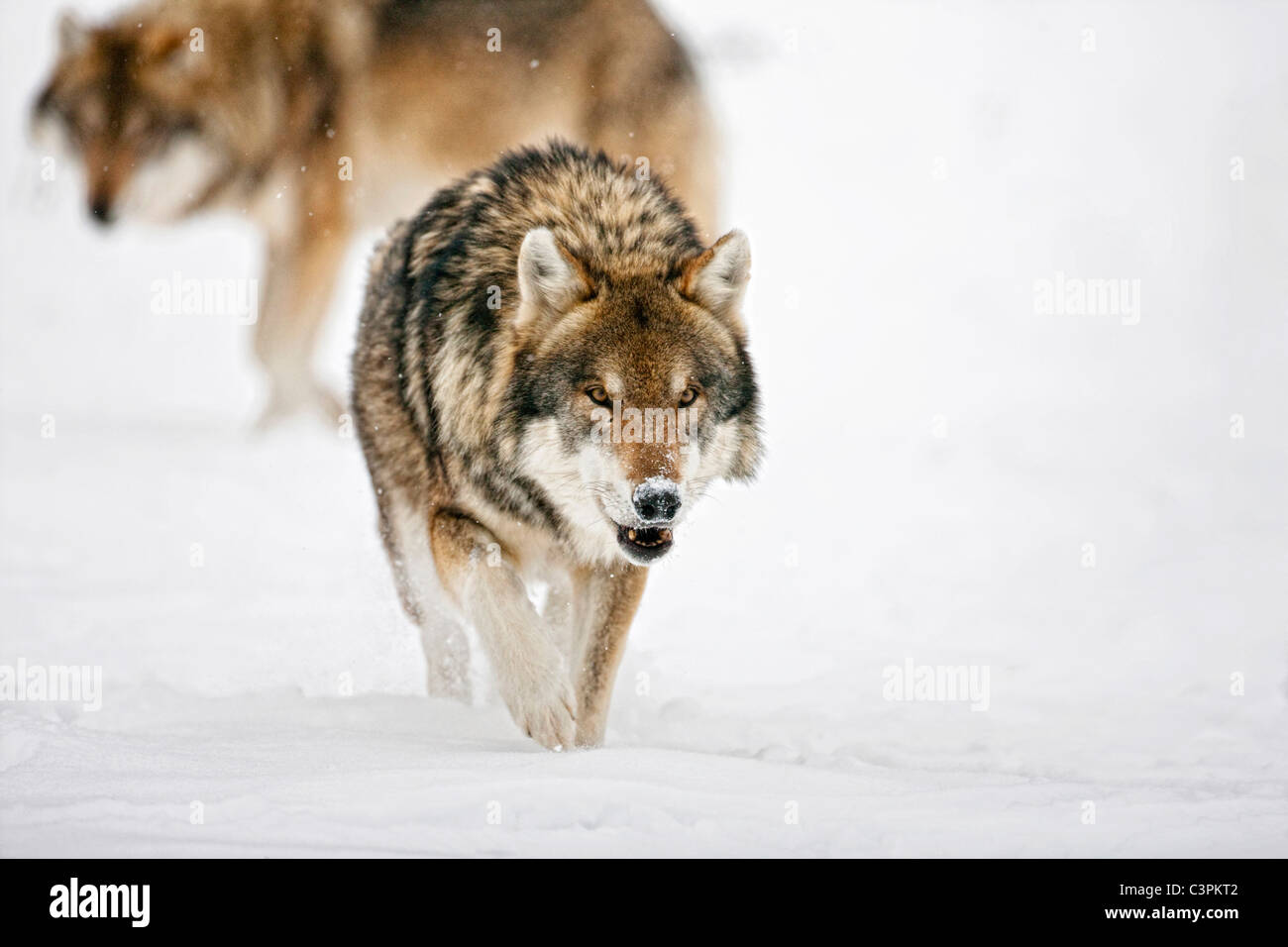 Bavaria, European wolf walking in snow Stock Photo - Alamy