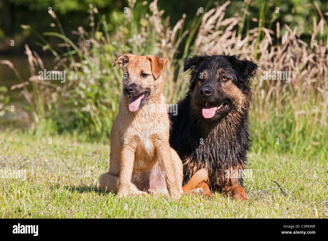 Two Dogs Sitting High Resolution Stock Photography and Images - Alamy