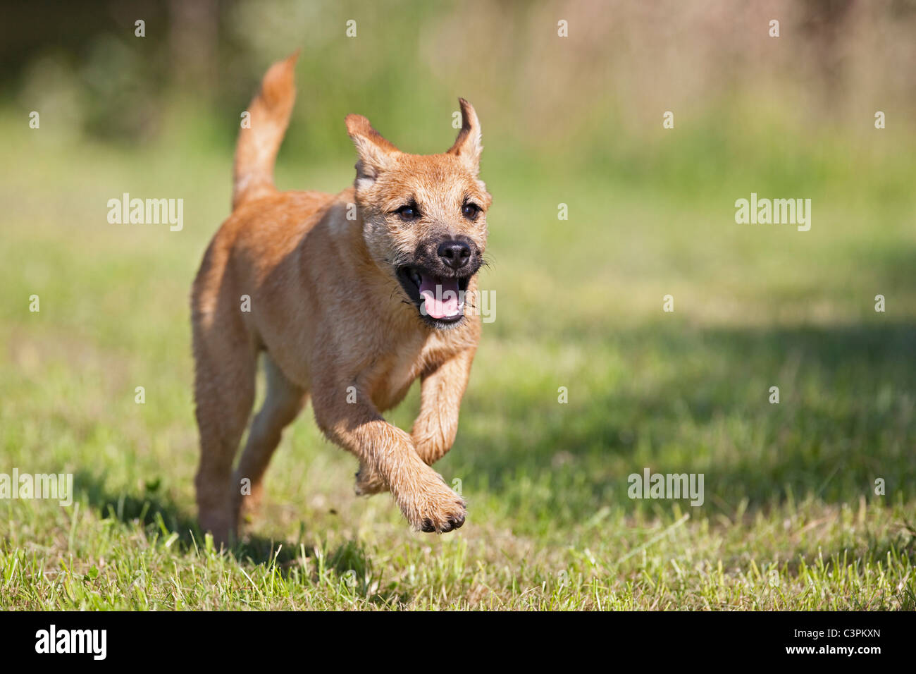 Germany, Bavaria, Parson jack russel dog running on grass Stock Photo ...