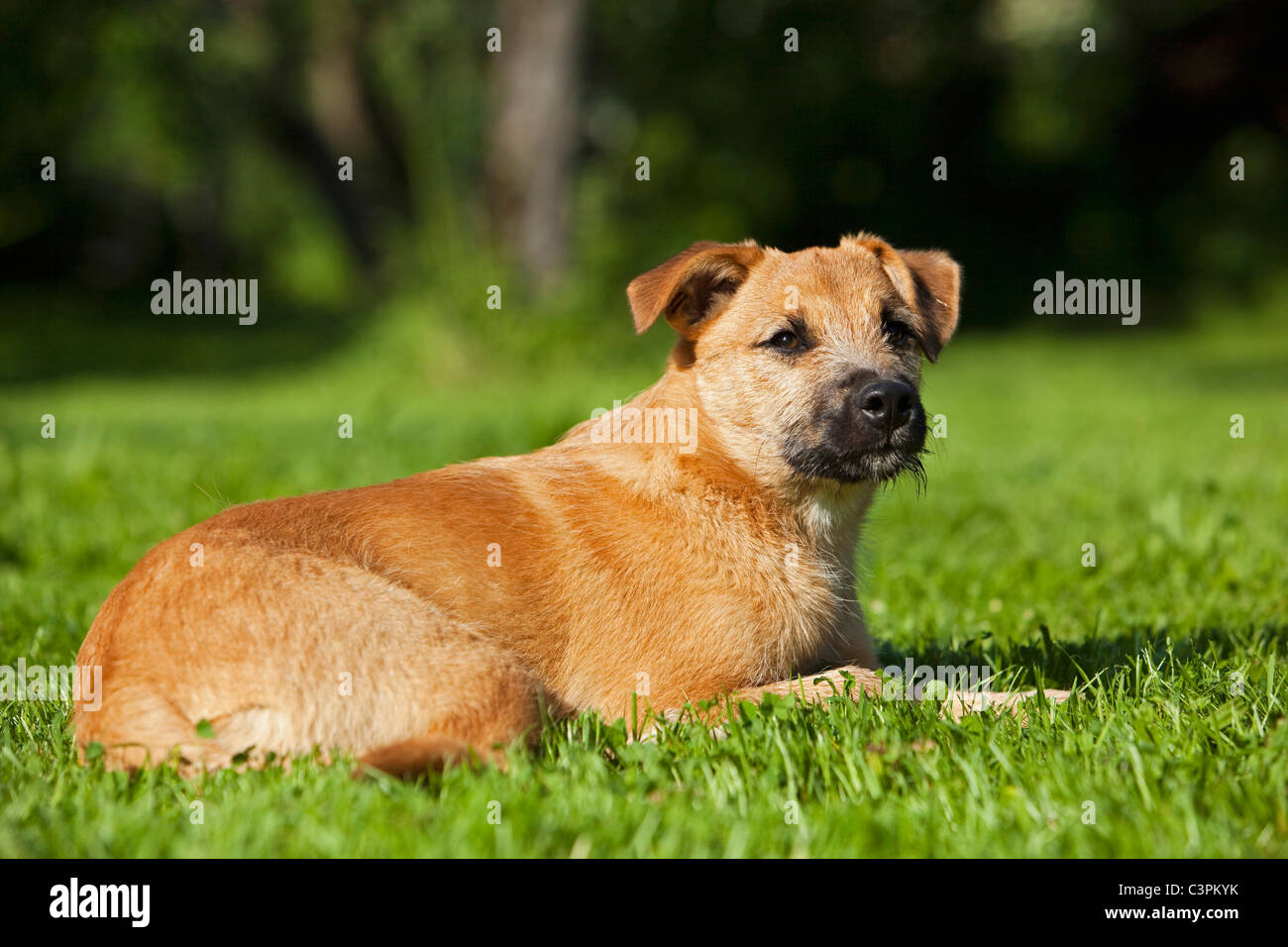 Germany, Bavaria, Parson jack russel dog sitting in grass Stock Photo ...