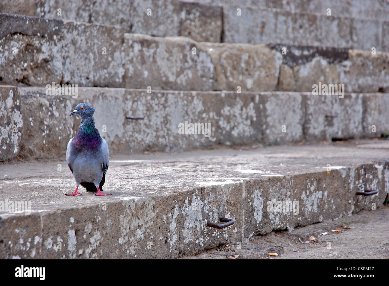Bird, amphitheatre, Ostia, ruin, Italy, history Stock Photo - Alamy