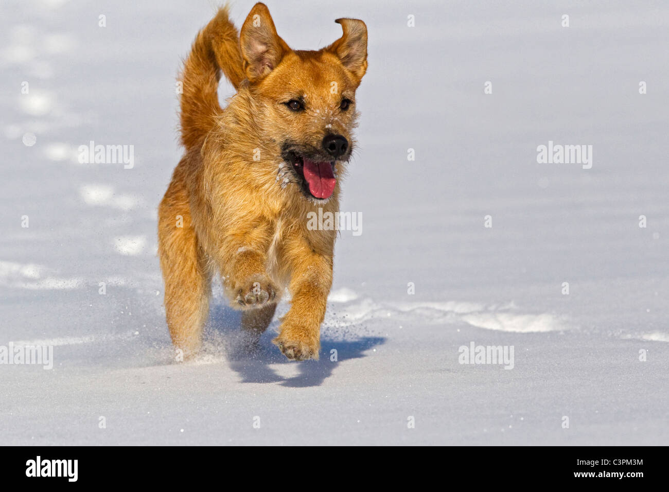 Germany, Bavaria, Parson jack russel dog running in snow Stock Photo ...