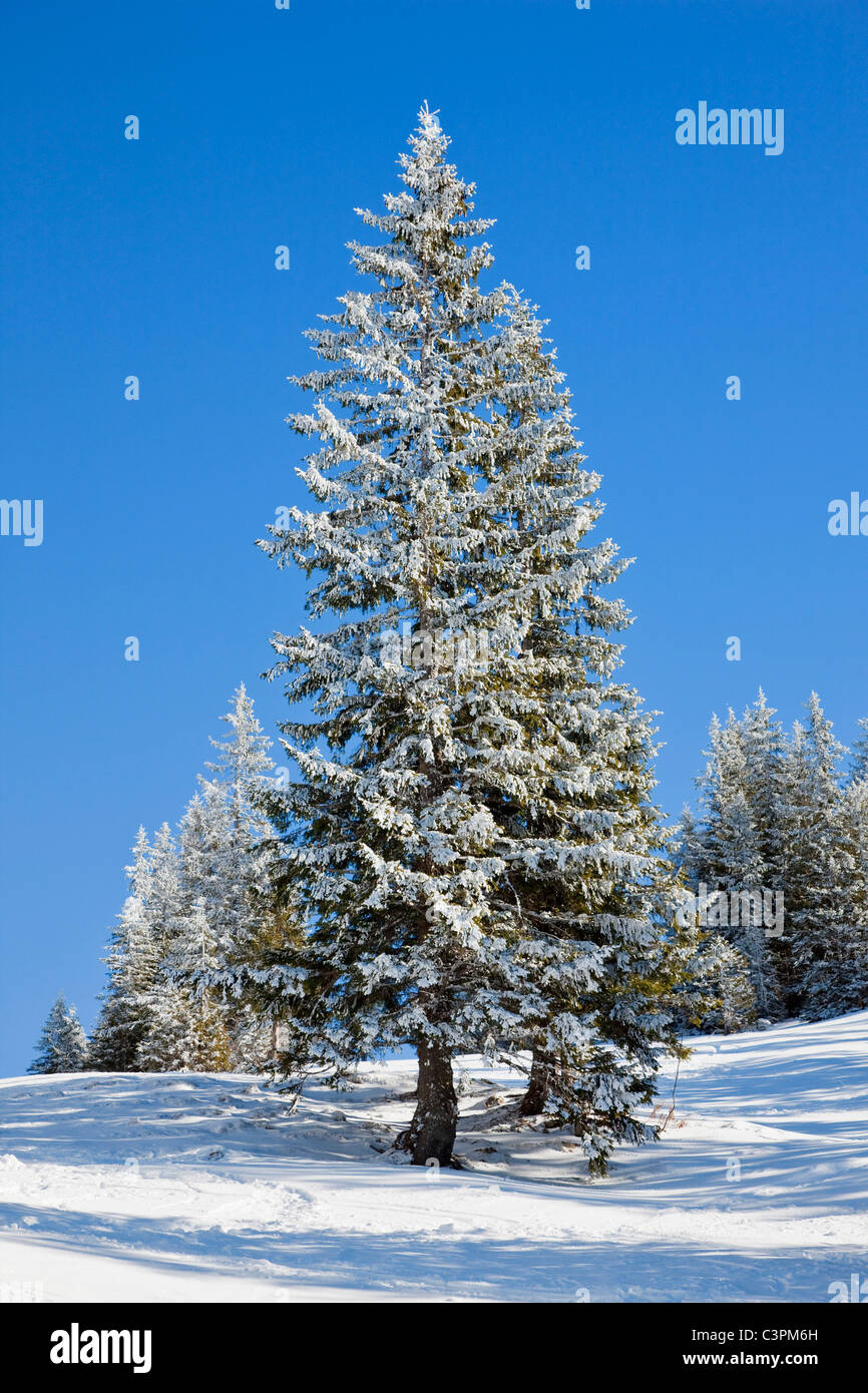 Germany, Bavaria, Snow covered fir tree Stock Photo - Alamy