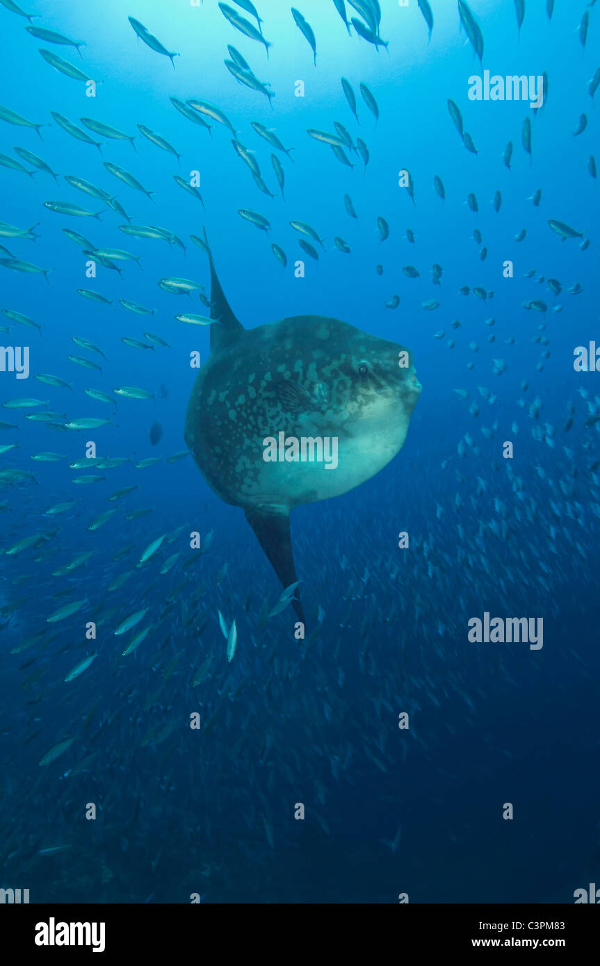 Sunfish and fish swimming underwater hi-res stock photography and ...