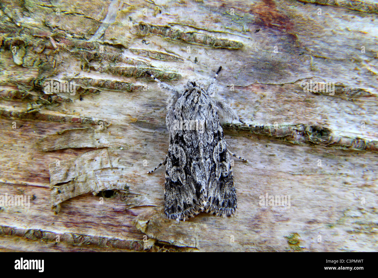 Betula pendula uk insects hi-res stock photography and images - Alamy