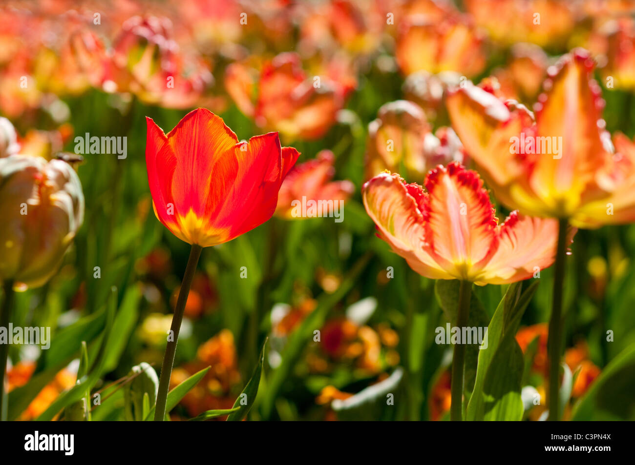 Beautiful tulip petals in spring time Stock Photo - Alamy