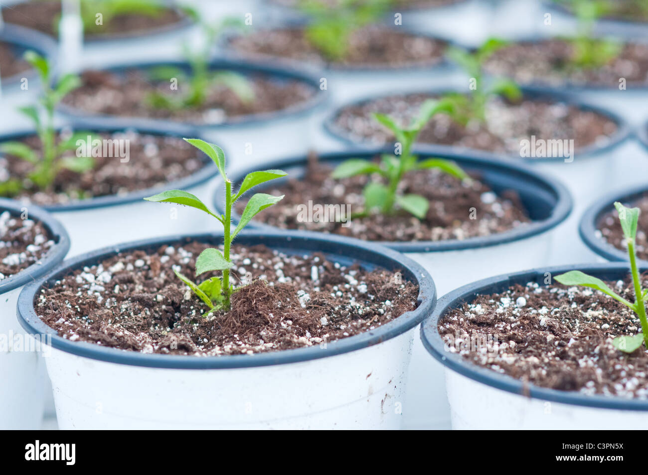Small plants in plastic pots Stock Photo - Alamy