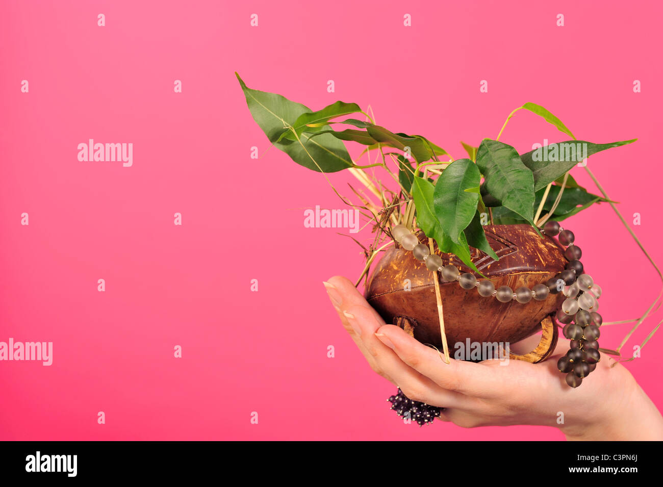 Portrait of a potted plant. Pink background Stock Photo - Alamy