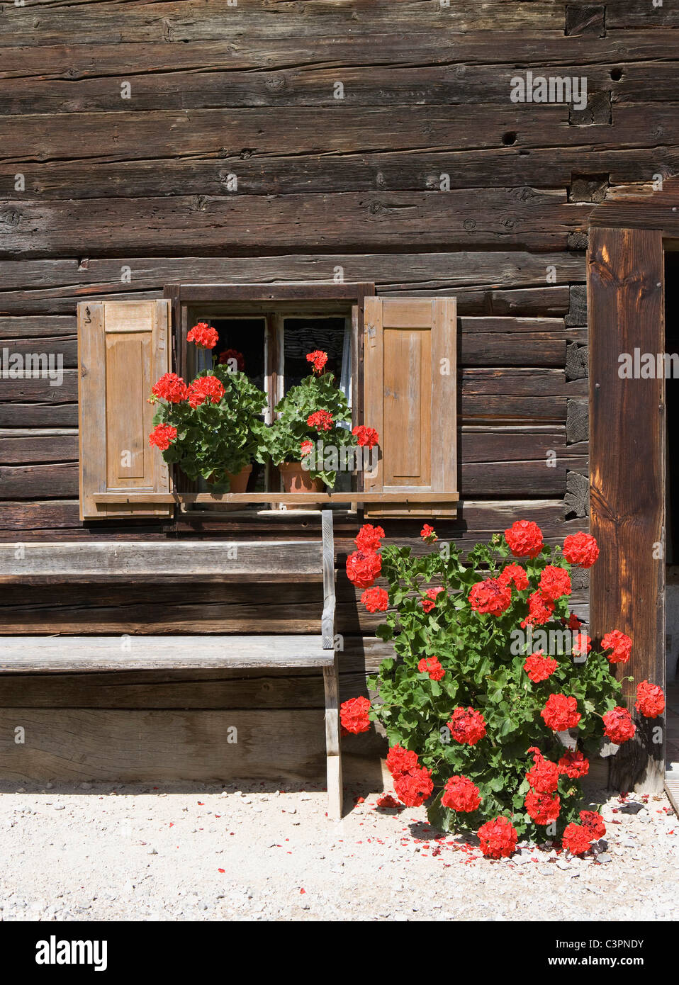 Austria, Geranium flowers on alpine hut window, close-up Stock Photo ...