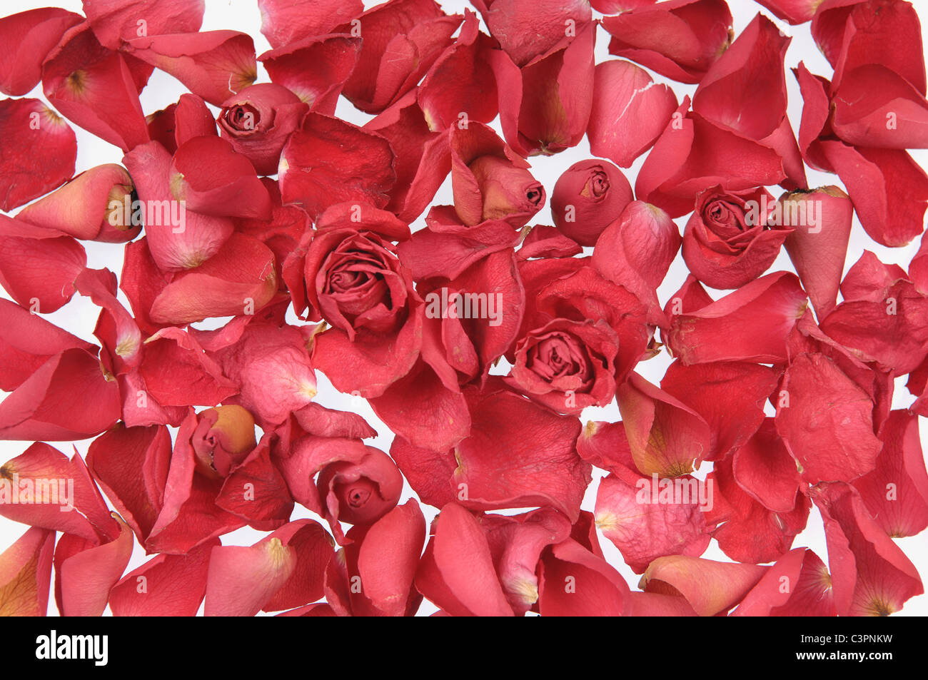 Red rose petals on white background Stock Photo - Alamy