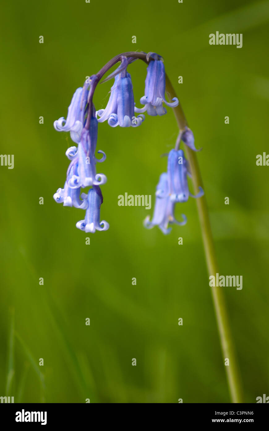 One Single pale blue Bluebell Tall Thin Stock Photo - Alamy