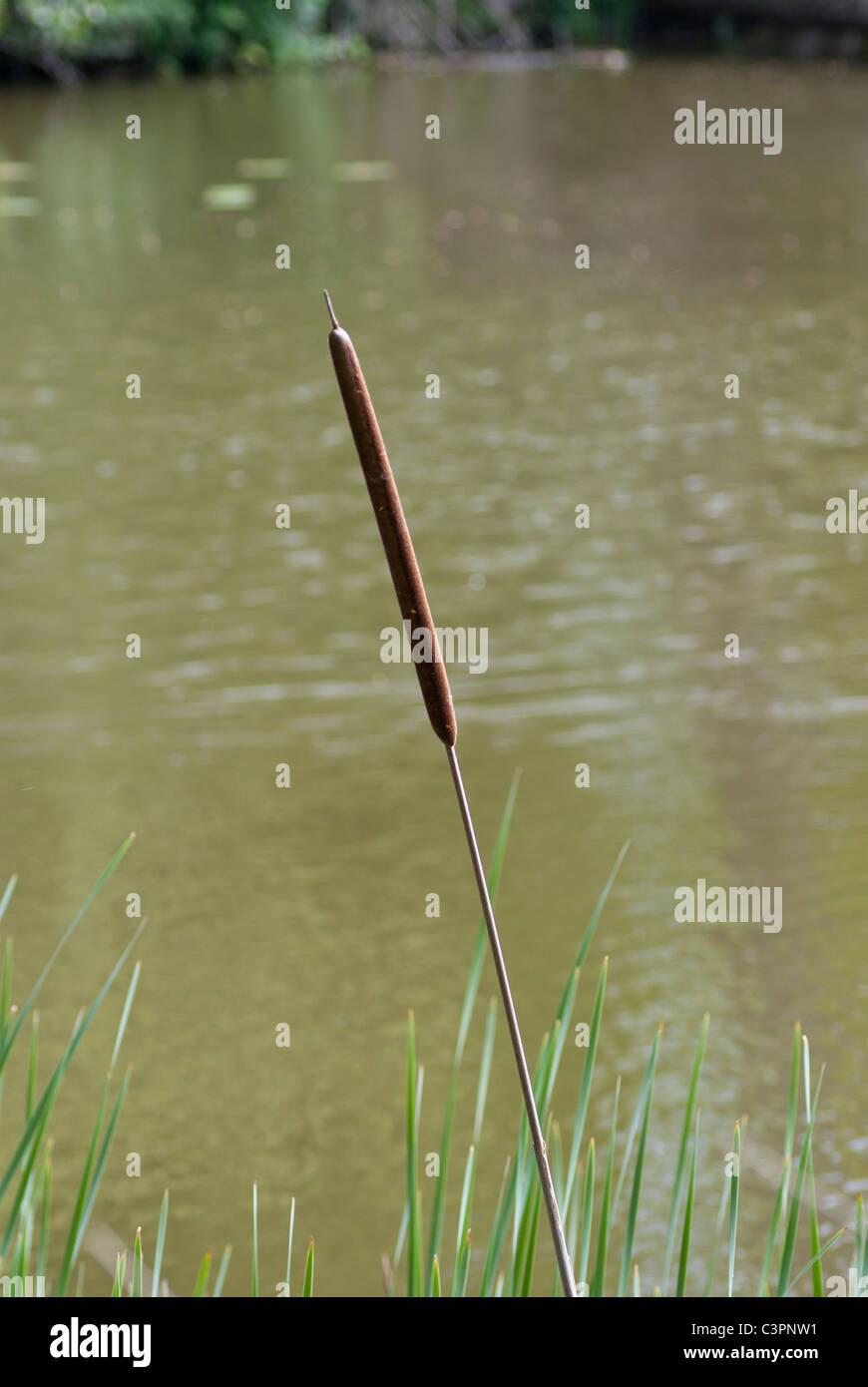 Single reed hi-res stock photography and images - Alamy