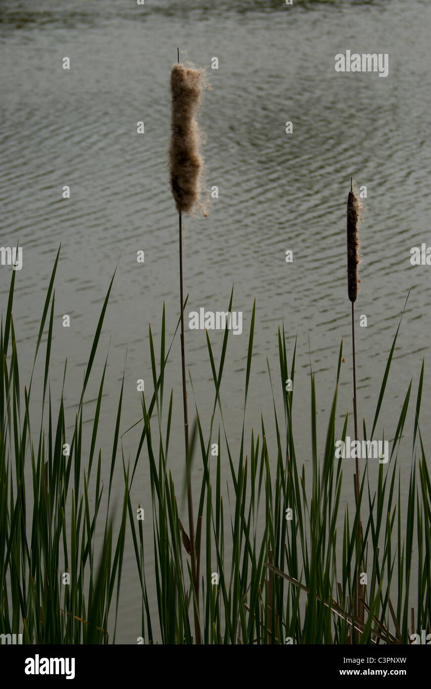 River reed in lake hi-res stock photography and images - Alamy