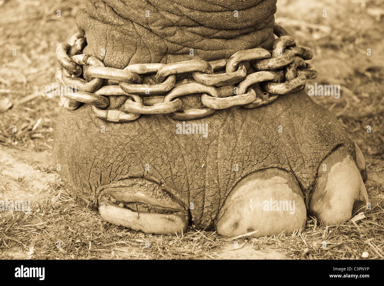 Indian elephant (Elephas maximus indicus) foot in chains, India Stock ...