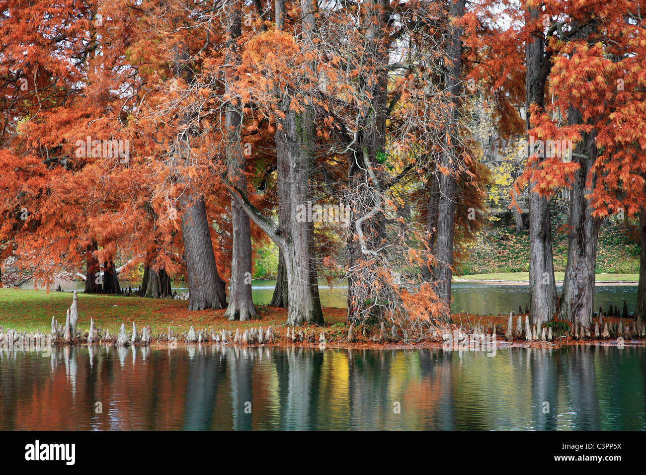 A Quiet Little Pond And Eastern Red Cedar Trees In Autumn Colors ...