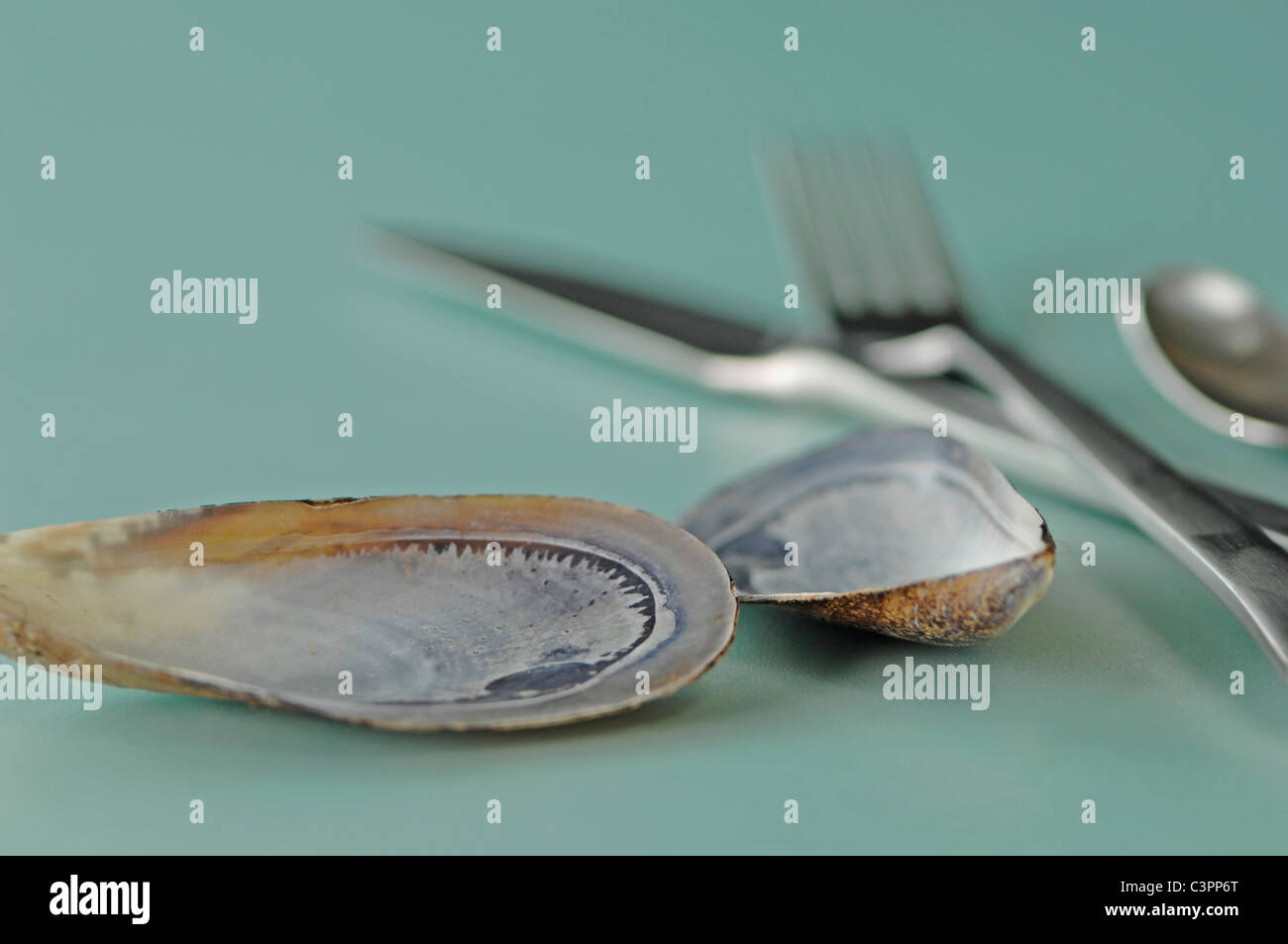 Shells with cutlery on coloured background Stock Photo - Alamy