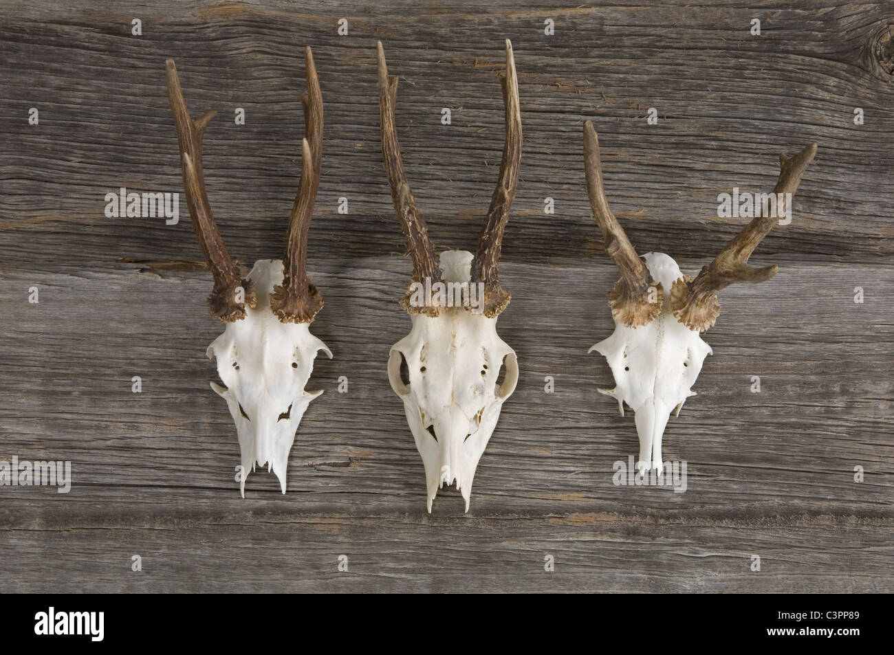 Antler hanging on wood hi-res stock photography and images - Alamy