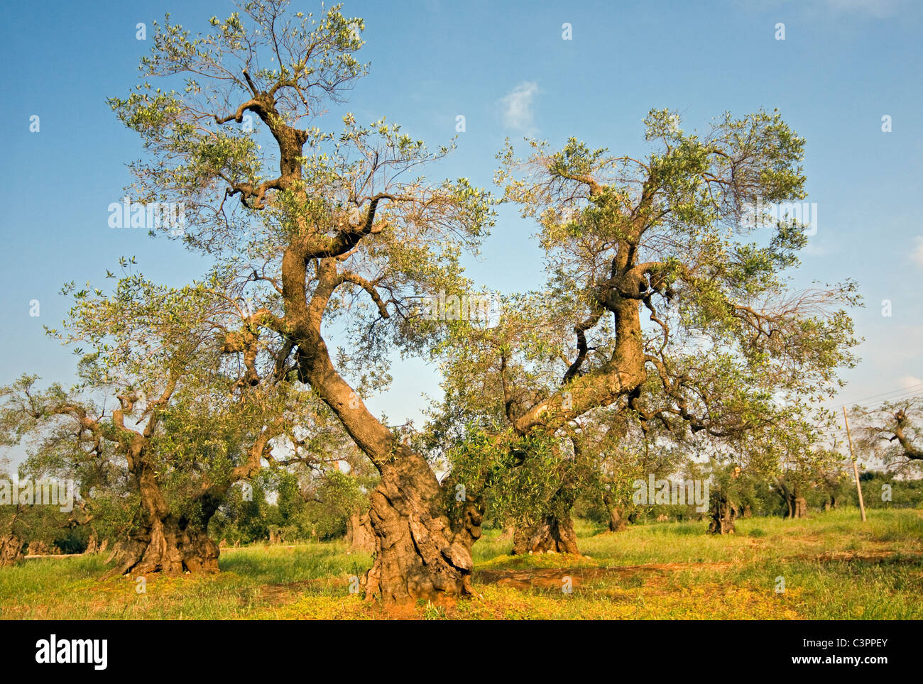 Old Olive Trees (Olea europaea) at Olive Plantation near Lecce, Apulia ...