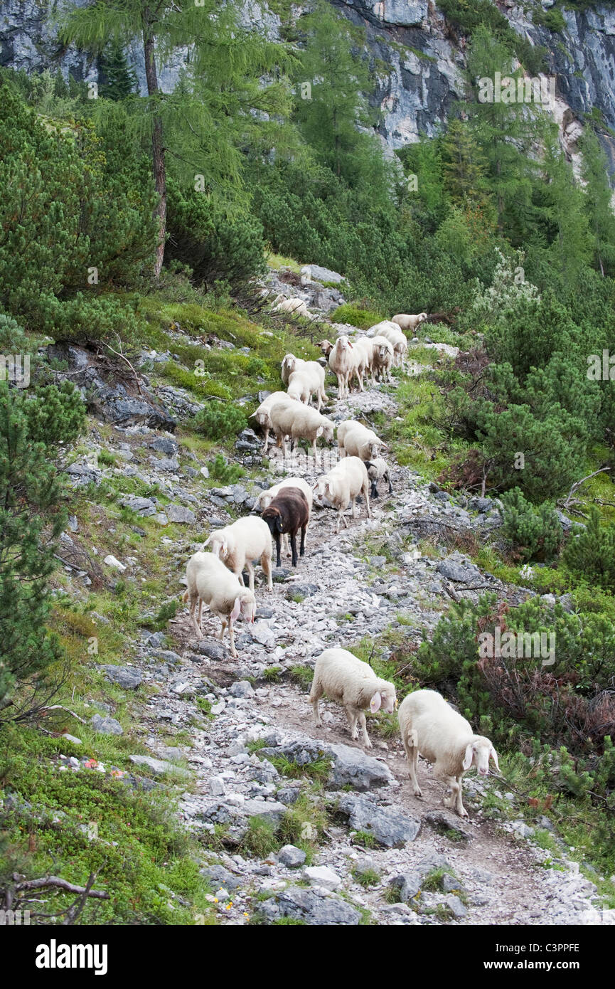 Austria, Steiermark, Flock of sheep moving moving through mountain ...