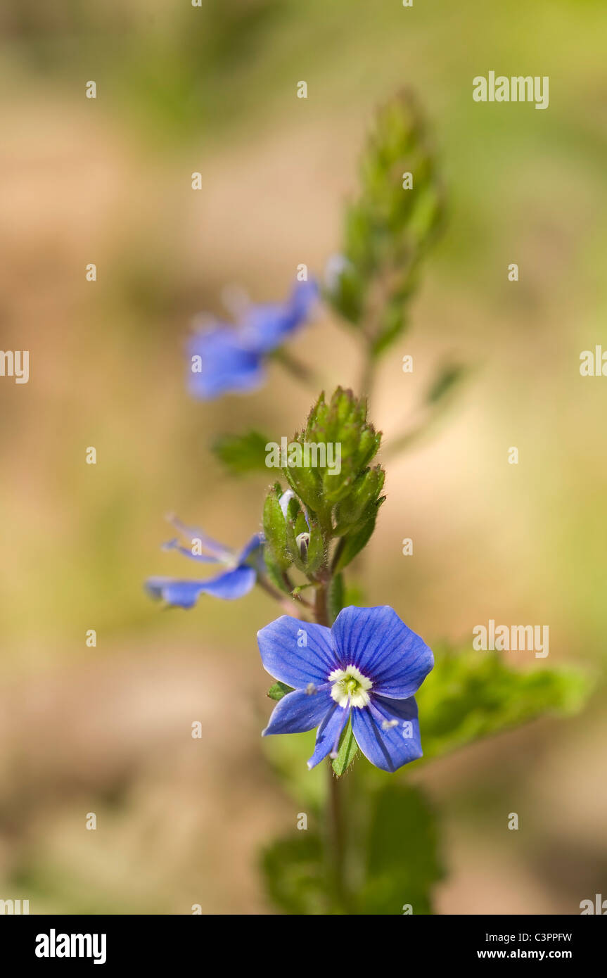 White gypsyweed hi-res stock photography and images - Alamy