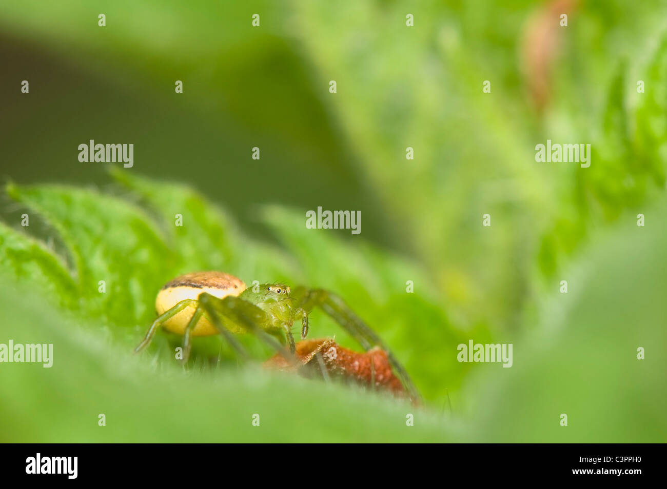 Green crab spider diaea dorsata hi-res stock photography and images - Alamy