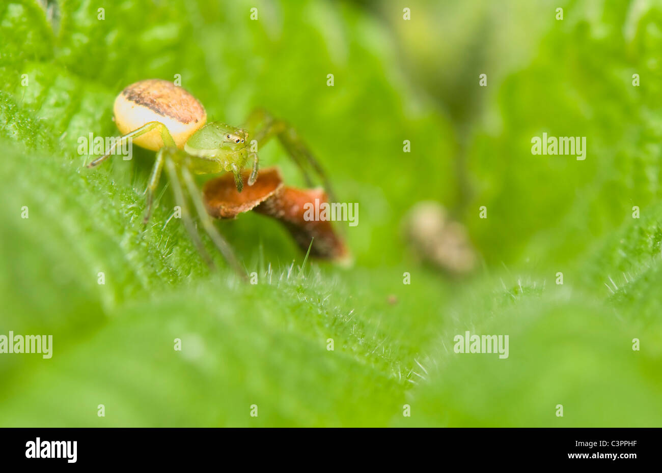 Green crab spider diaea dorsata hi-res stock photography and images - Alamy