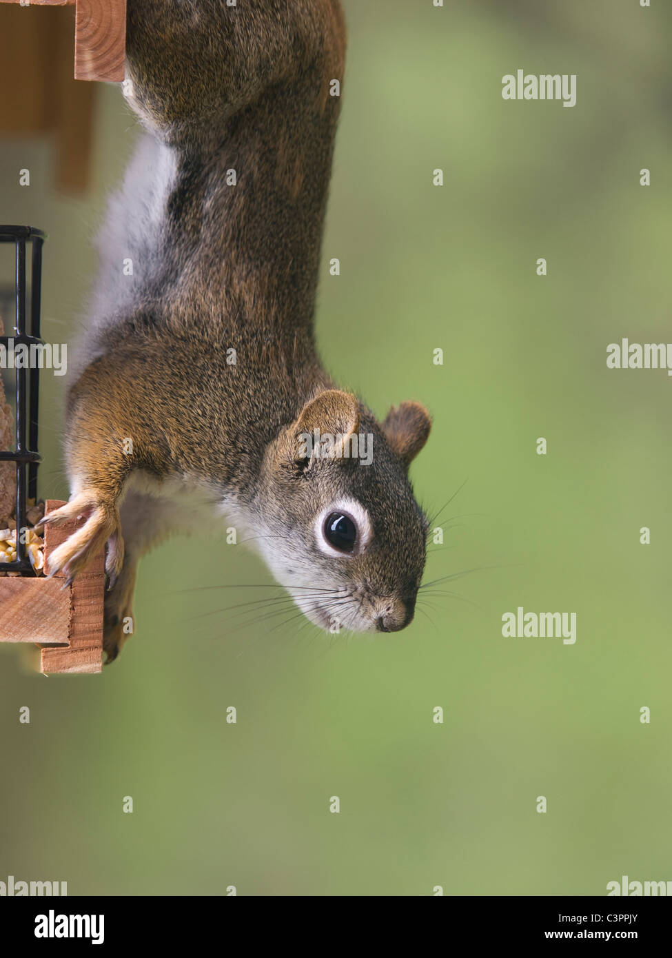 Red Squirrel hanging upside down from a bird feeder Stock Photo - Alamy