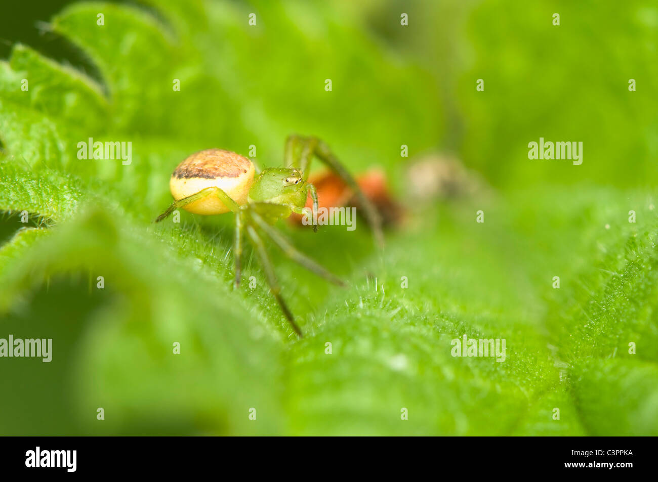 Green crab spider diaea dorsata hi-res stock photography and images - Alamy