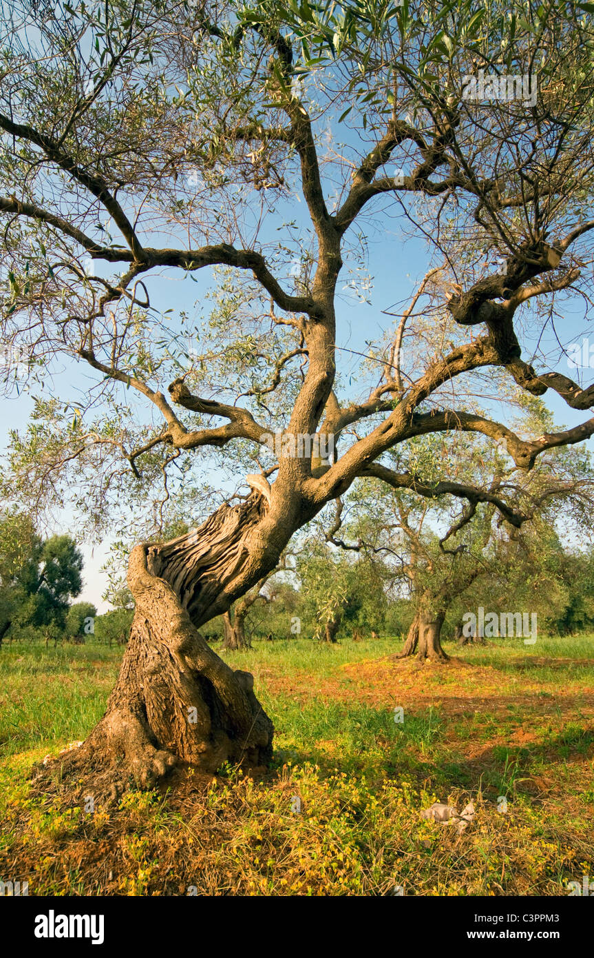 Old Olive Tree (Olea europaea) at Olive Plantation near Lecce, Apulia ...