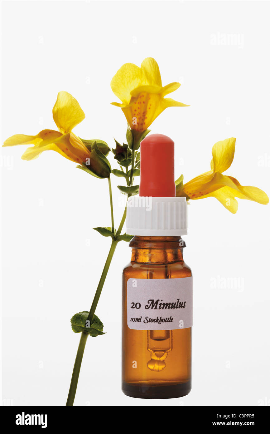 White mimulus hi-res stock photography and images - Alamy