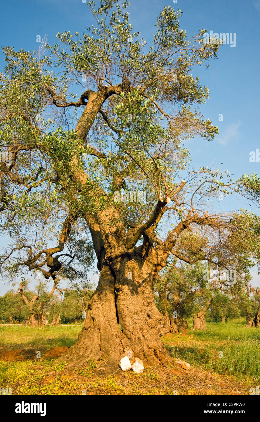 Old Olive Tree (Olea europaea) at Olive Yard near Lecce, Apulia (Puglia ...