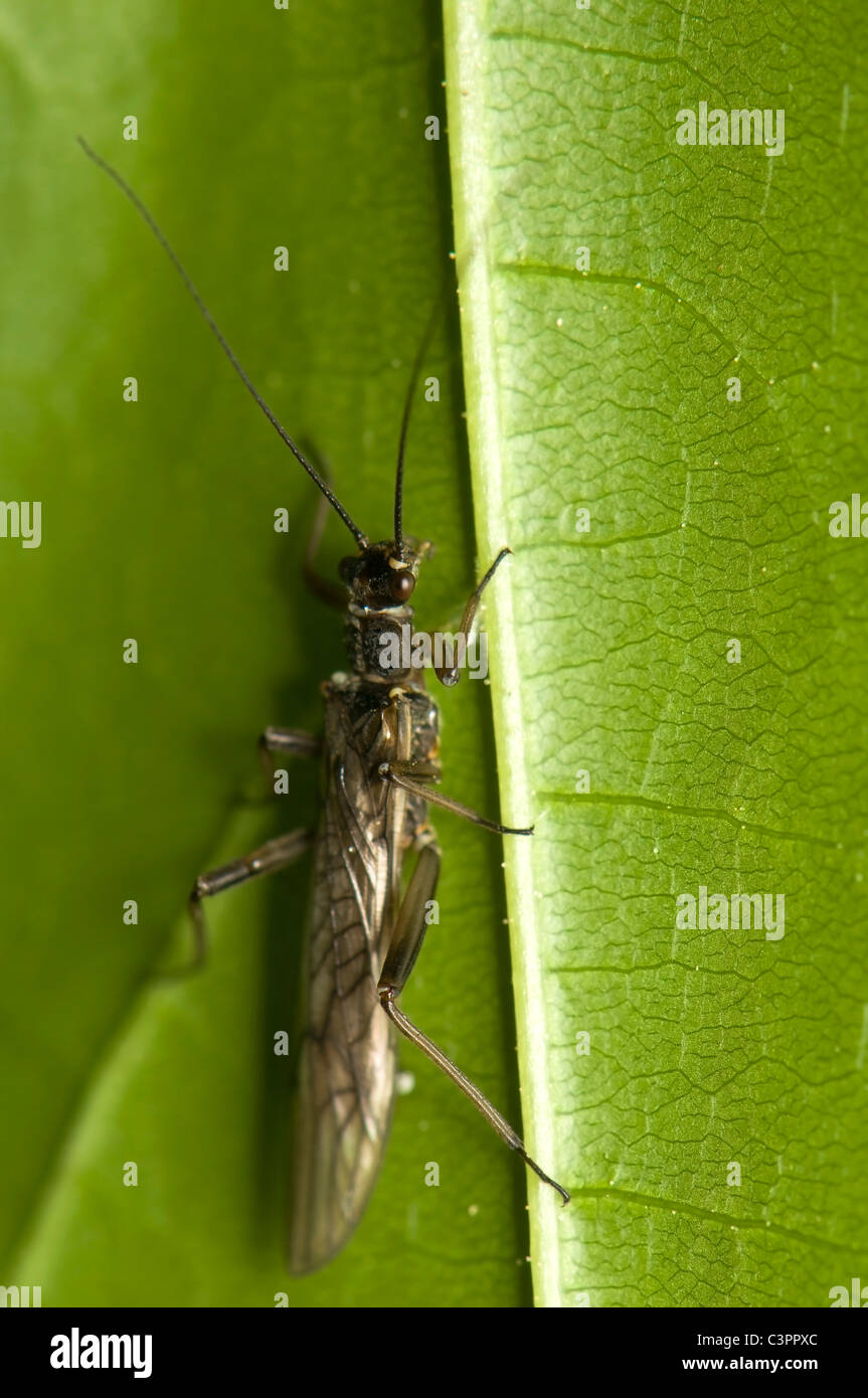 Plecoptera hi-res stock photography and images - Alamy